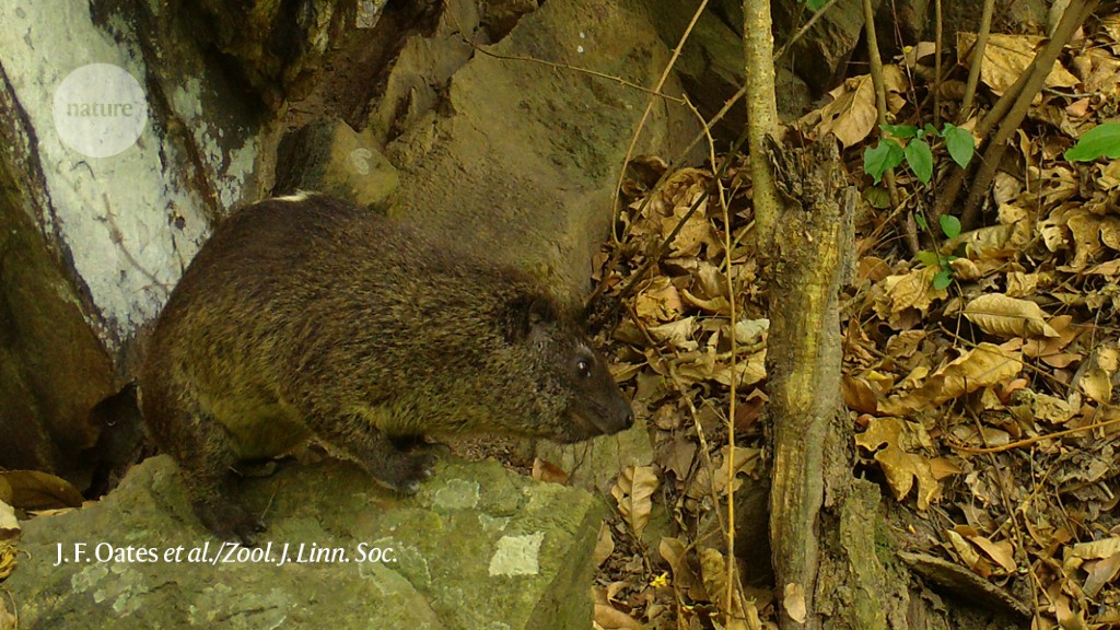 A bark in the dark reveals a hidden hyrax