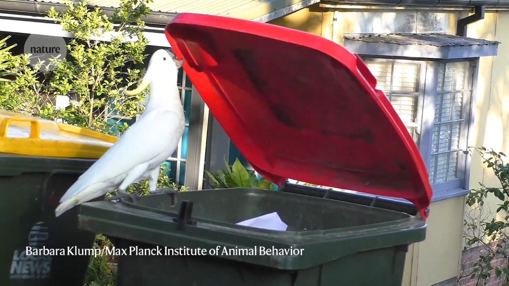 Rubbish-raiding parrots take lessons from co-conspirators