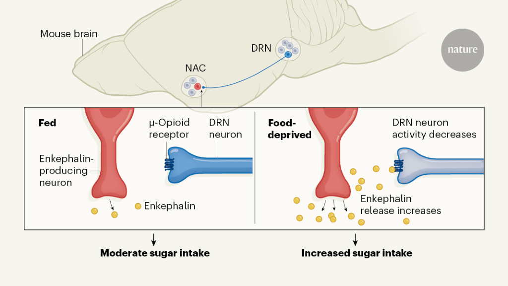 Opioid peptide signal in the brain makes mice hungrier for reward