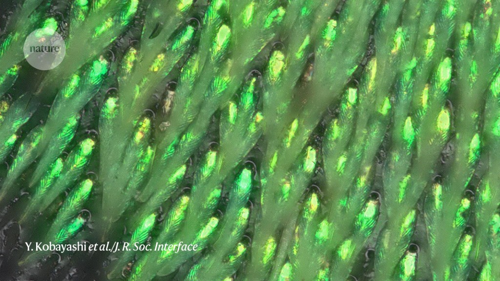 Weird crystal makes beetle a living jewel