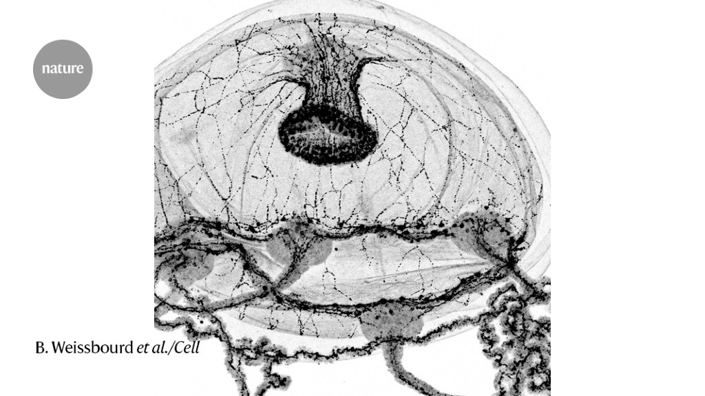 How jellyfish control their lives