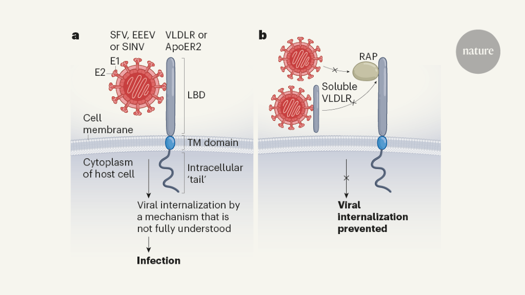 Identification of human and mosquito receptors for alphaviruses