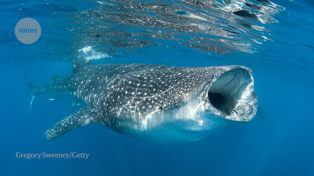 Gentle-giant sharks are on a collision course with mighty ships