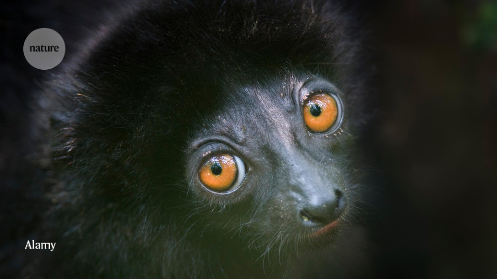 This rare primate will not survive deforestation