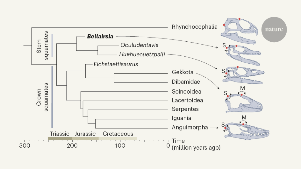 An exceptional fossil lizard from the Jurassic period