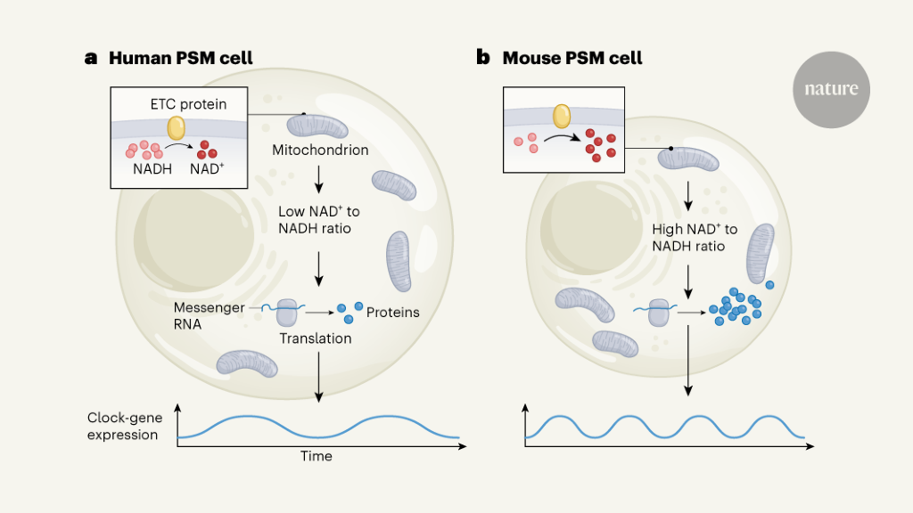 Metabolism dictates the pace of development across species