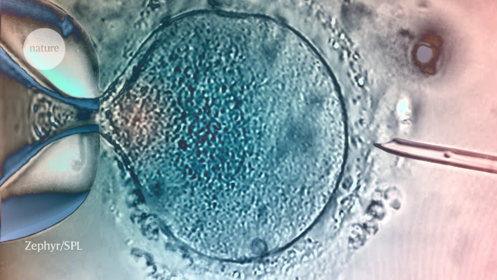 First UK children born using three-person IVF: what scientists want to know