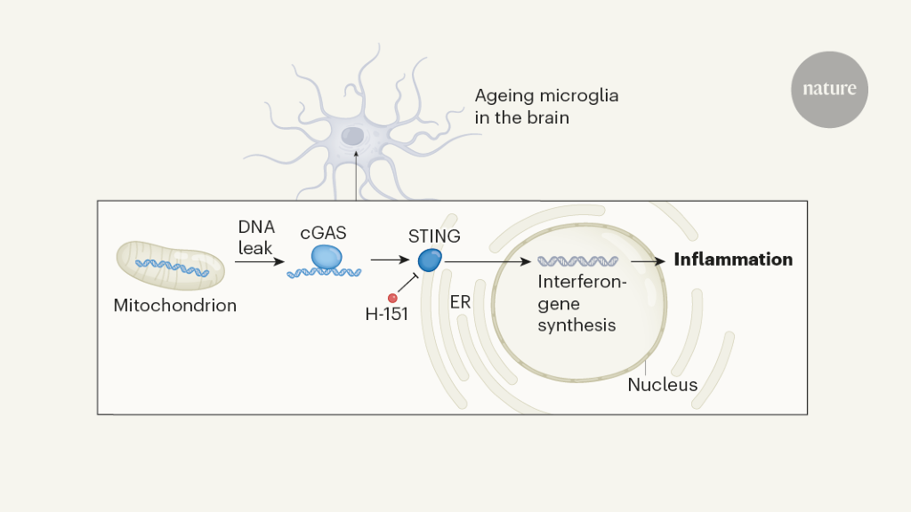 How the cGAS–STING system links inflammation and cognitive decline