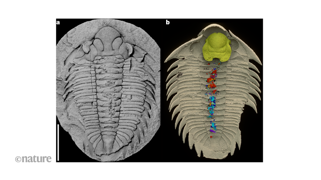 A trilobite’s last meal reveals feeding behaviour and physiology