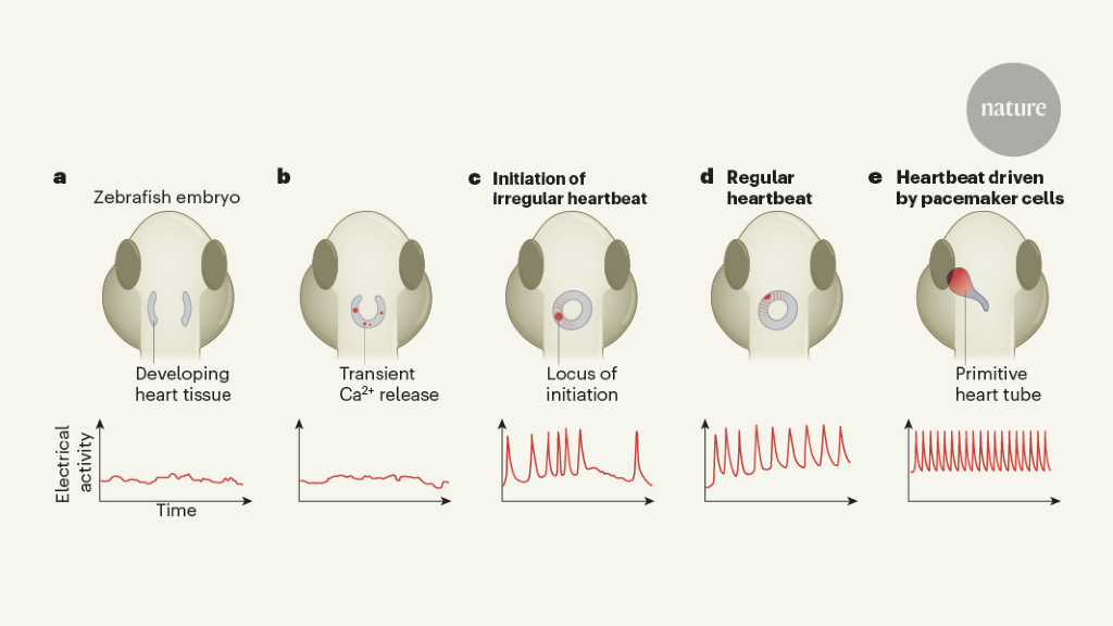Coordinating the first heartbeat