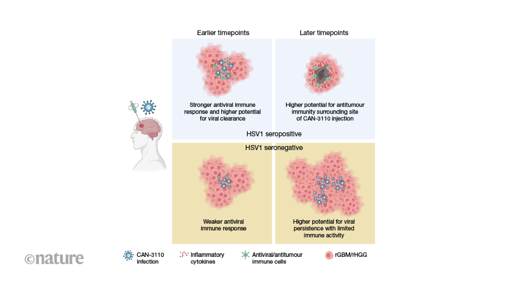 An engineered virus shows potential as an immune therapy in glioblastoma