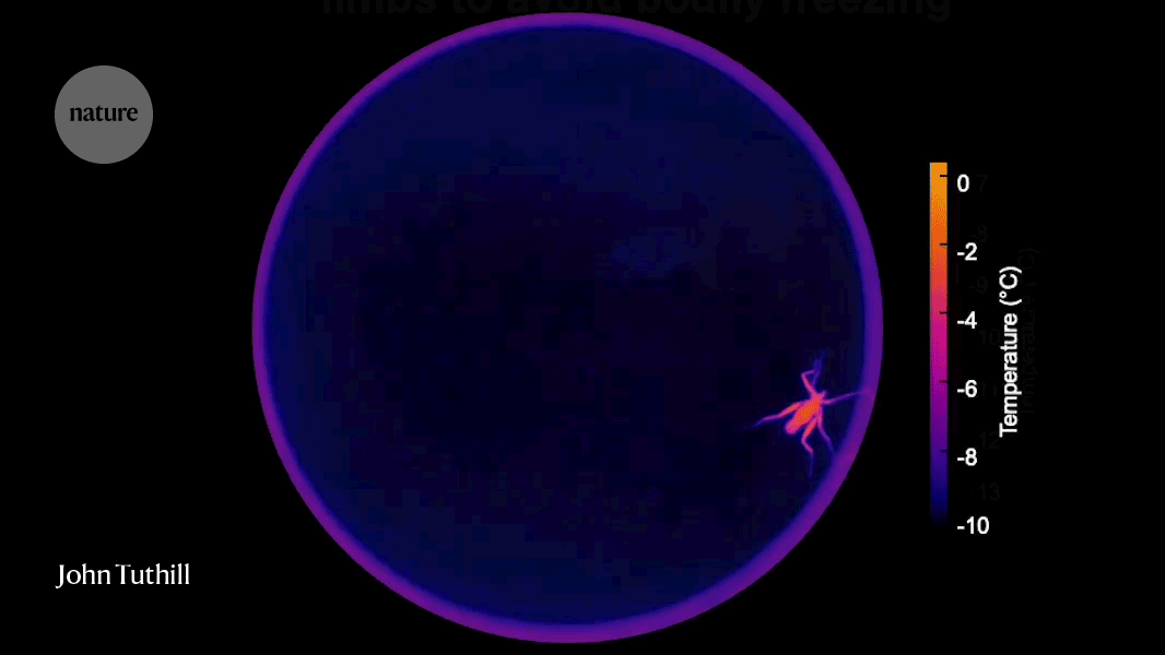 Snow-loving flies amputate their own legs for survival