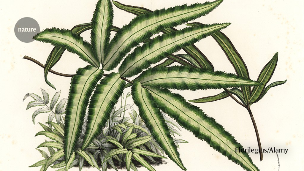 Fierce ferns make insect-fighting proteins