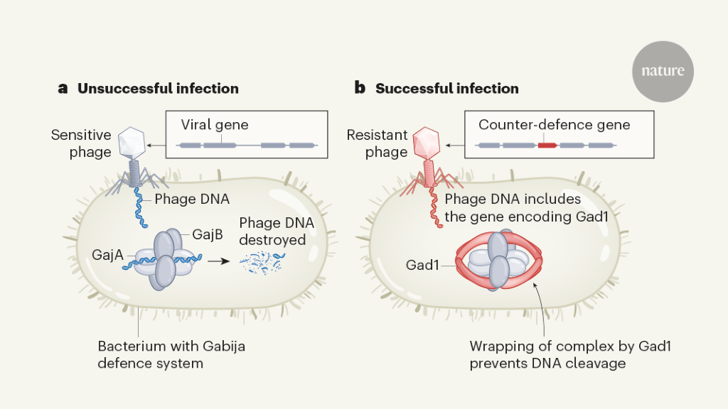Viruses wrap up bacterial defence systems