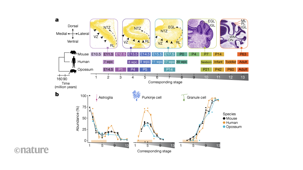 Observing mammalian cerebellum development through an evolutionary lens