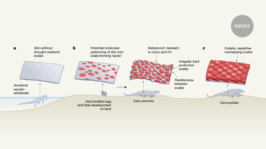 Ancient skin sported intricately patterned scales