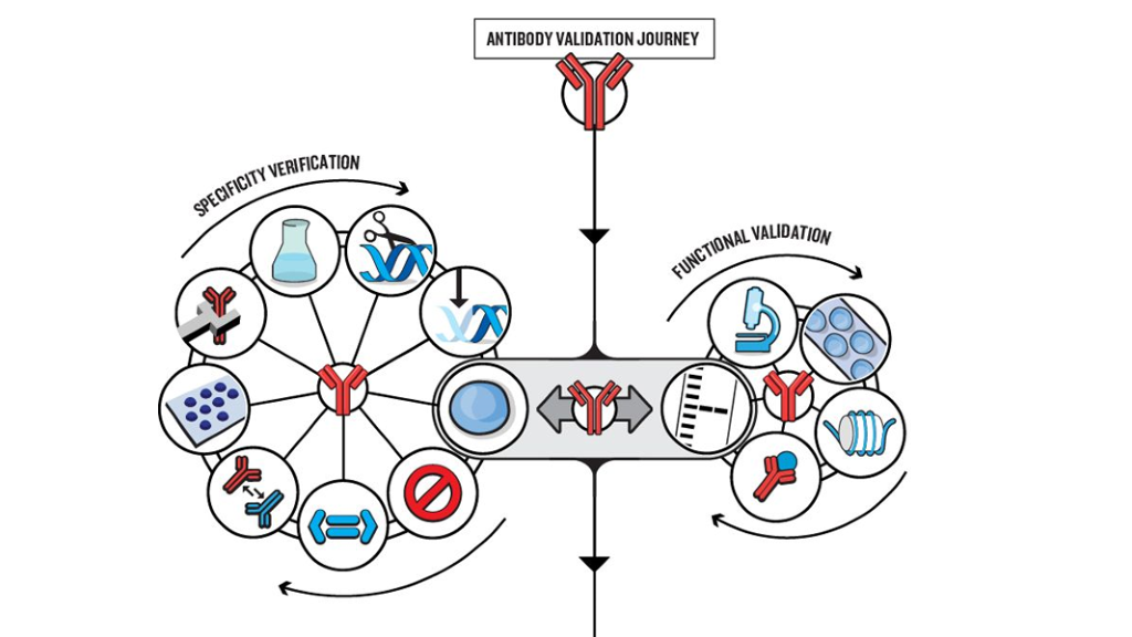 Quality testing for antibodies is gaining traction
