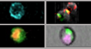 Sorting cells with real-time imaging: a flow cytometry game changer