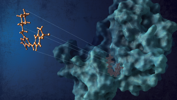Predicting protein structure unveils the shape of drugs to come