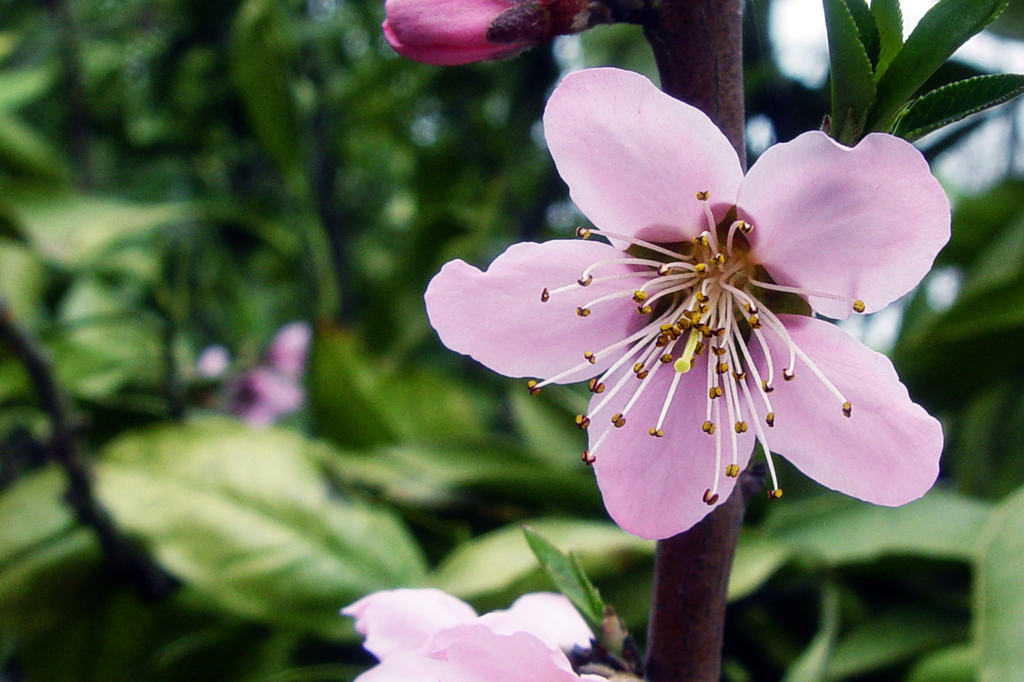 Deeper understandings of acupuncture and traditional Chinese remedies