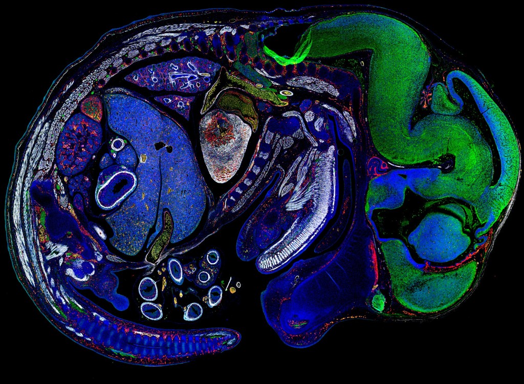 Approaching microscopy as art can give your science impact