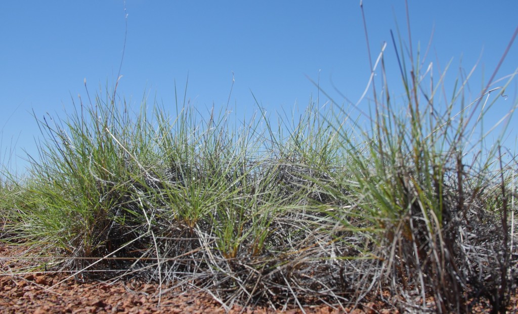 Grass-roots ‘building block’ produces sustainable materials