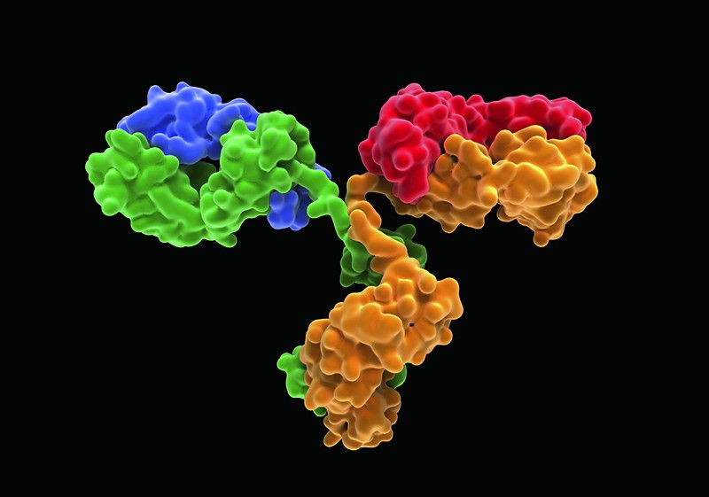 Anti-CD3: the agonist and the ecstasy