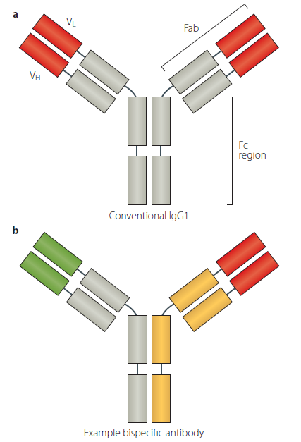 Bispecific antibody platforms spawn dealmaking boom