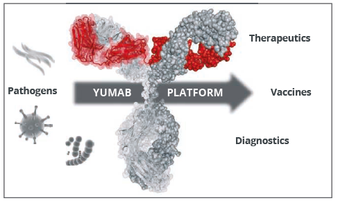 Next-generation therapeutic antibodies for infectious diseases: an ...