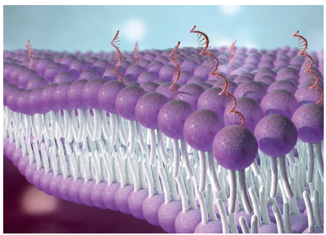 Avectas: engineering the future of cell therapy