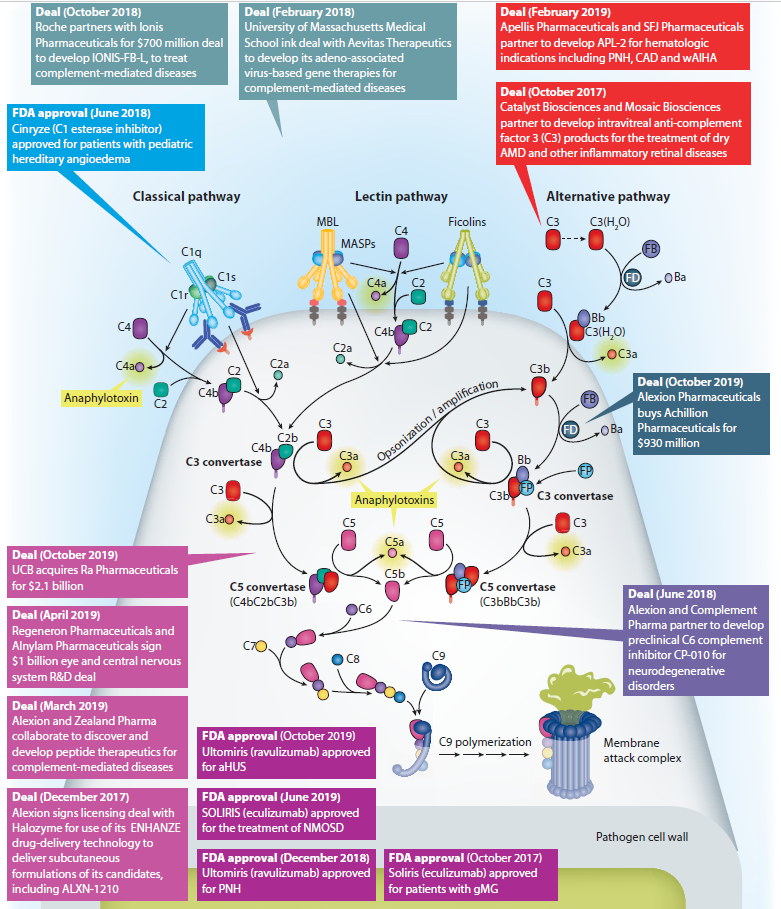 Expanding horizons in the complement pathway