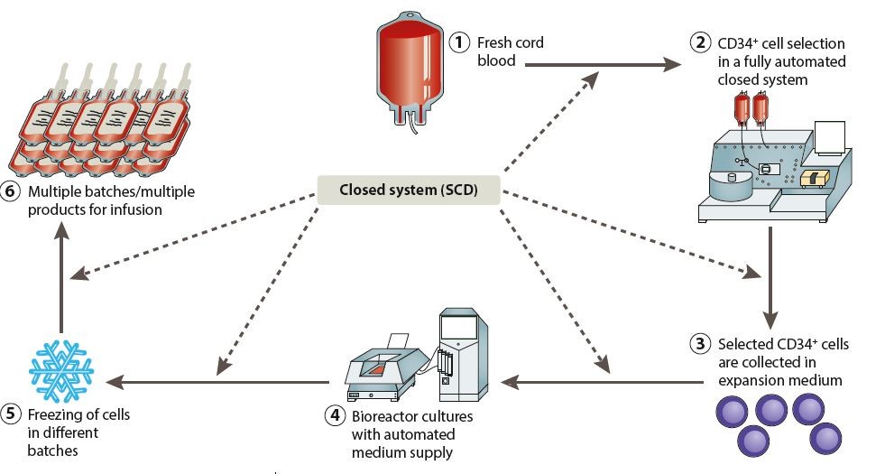 Natural killer cells making better cancer immunotherapies