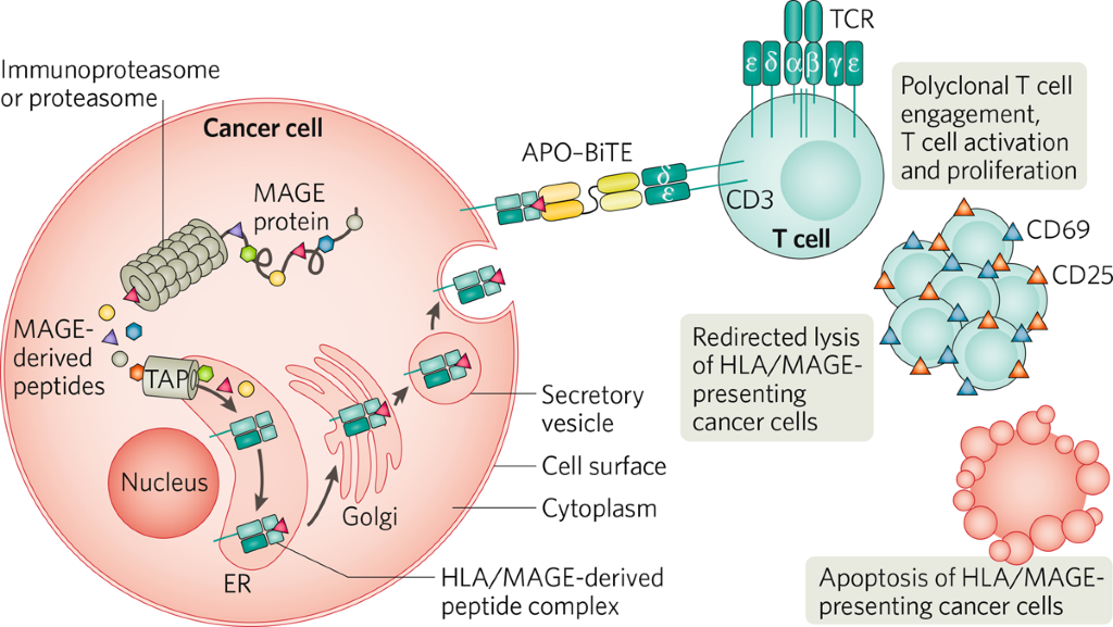 Tapping into MAGE potential to develop next-generation cancer therapies