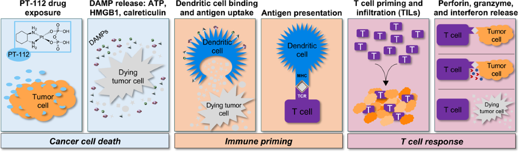 Immunogenic cell death—the next frontier in cancer immunotherapy