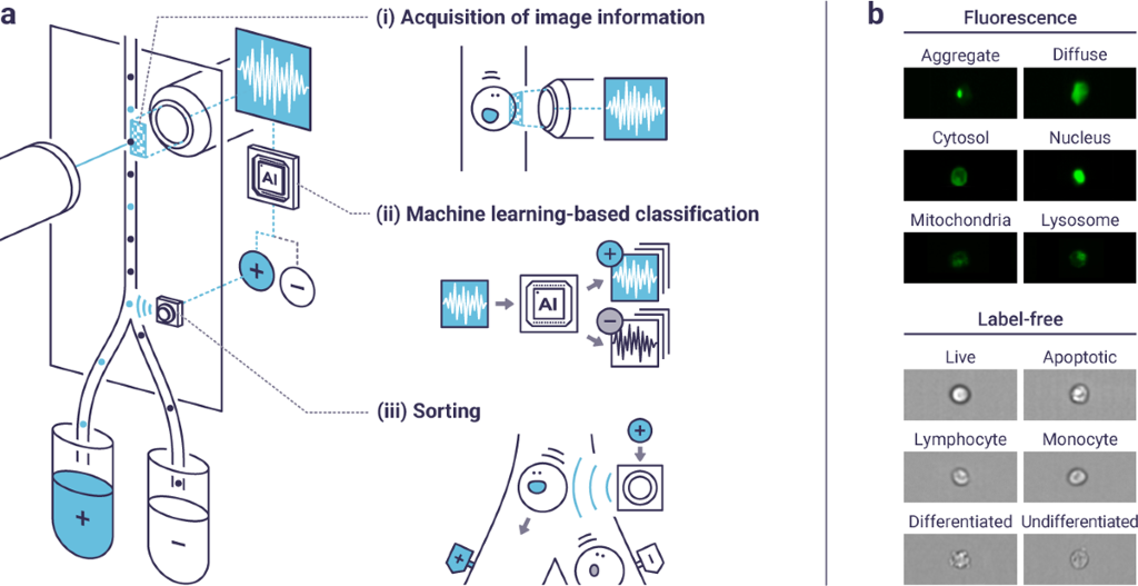 ThinkCyte, Inc.: Machine vision-based cell sorting transforms cell therapy and drug discovery