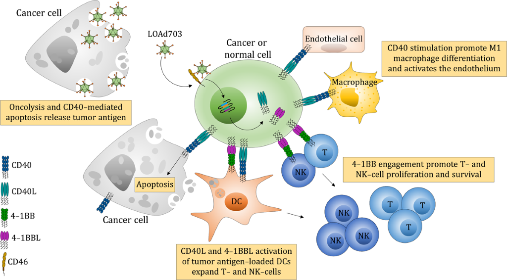 Manufacturing the next generation of cancer immunotherapeutics