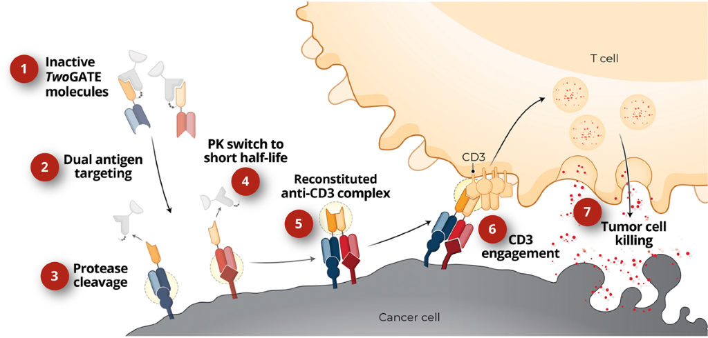 Revitope—third-generation T cell engager immunotherapies