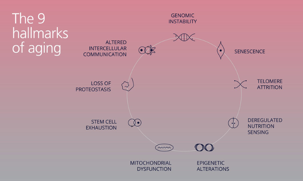 Creating therapies for improved aging and longer lives