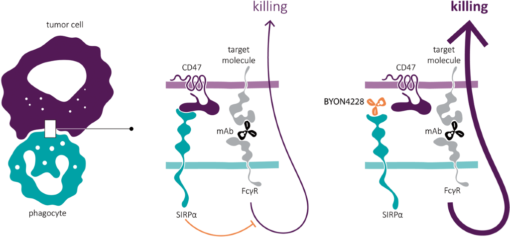 Advancing into immuno-oncology
