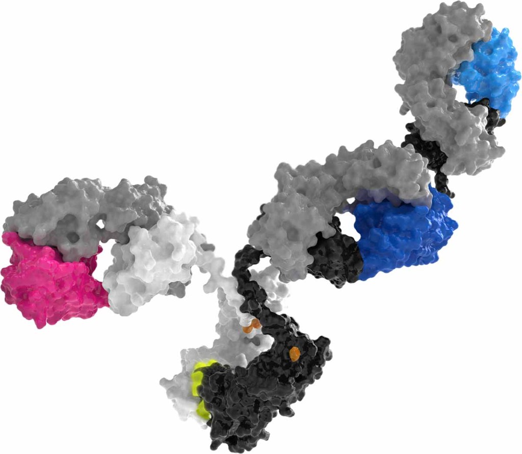 Ichnos aims to shift science with multispecific antibodies for immuno ...