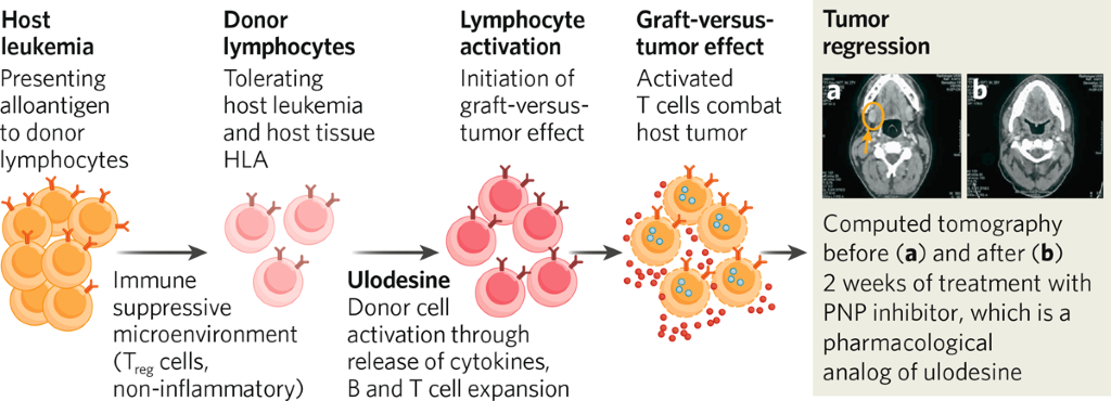 PNP inhibitor LR 09 (Ulodesine) is a potential game-changer in leukemia ...