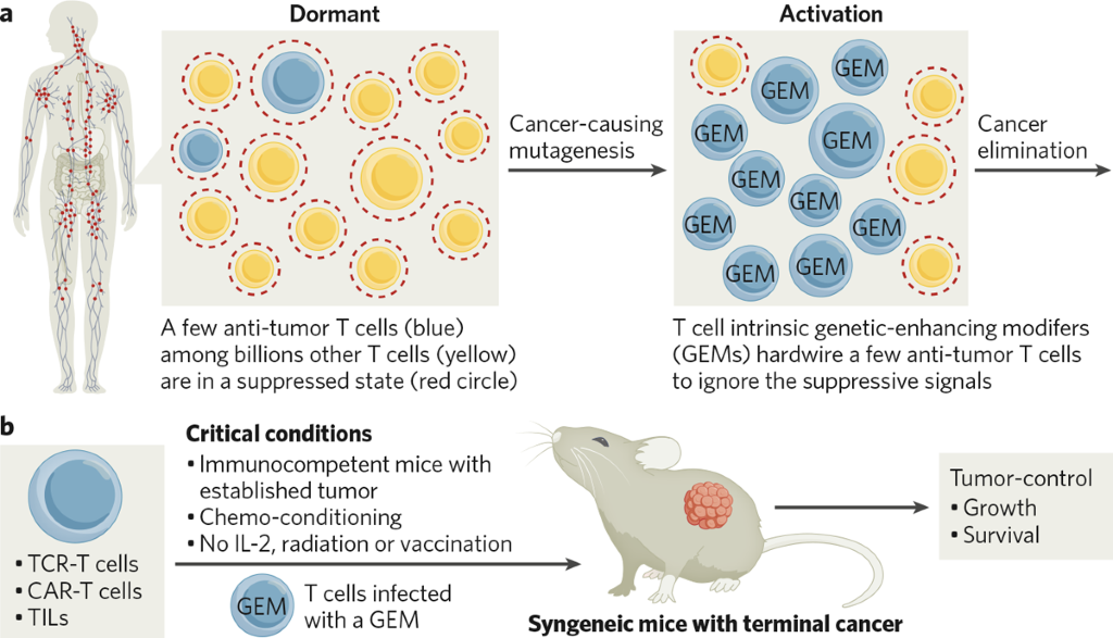 Enabling T cell therapy for established solid tumors using genetic ...