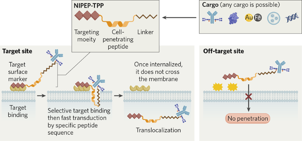 Novel peptide-based tissue-delivery technology