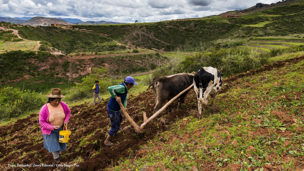 Early Andean farmers offer breeding lessons for sustainable agriculture
