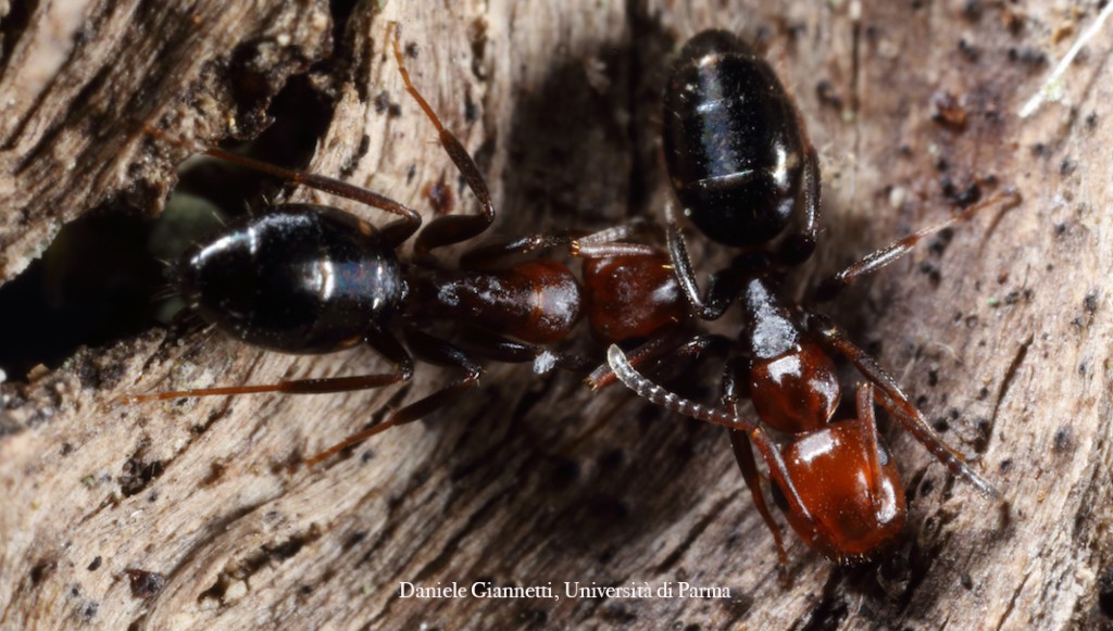 Following the trail to a new ant species in Sicily