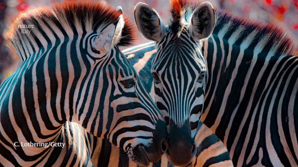 Lessons from the DNA of zebras