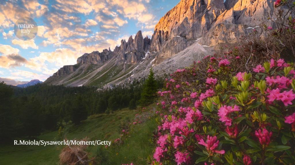 Native alpine plants wither and alien species thrive under climate change