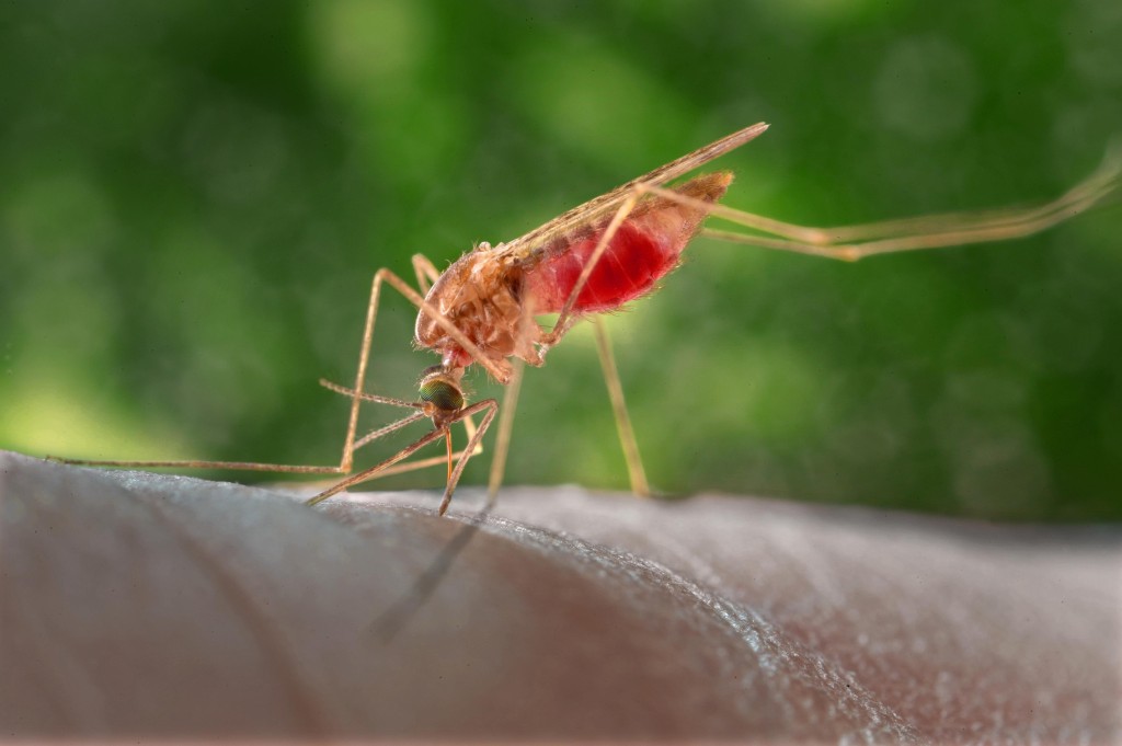 World's first malaria vaccine shows promise in Africa