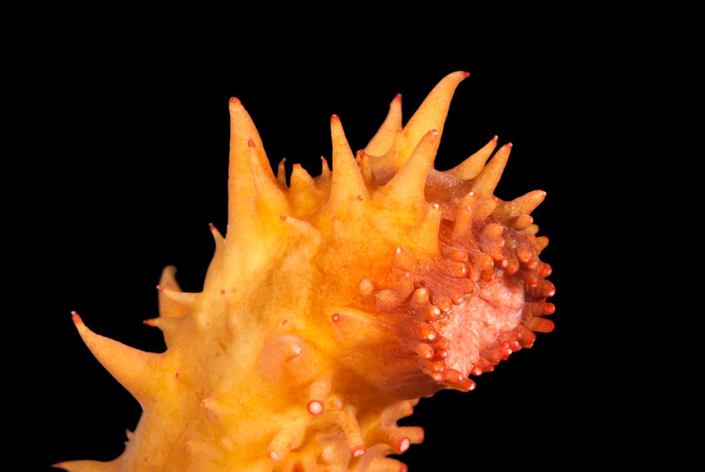 Climate change extinction threat to double the number at risk