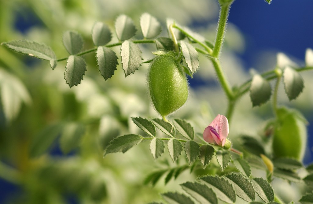 Variations in chickpea genomes mapped